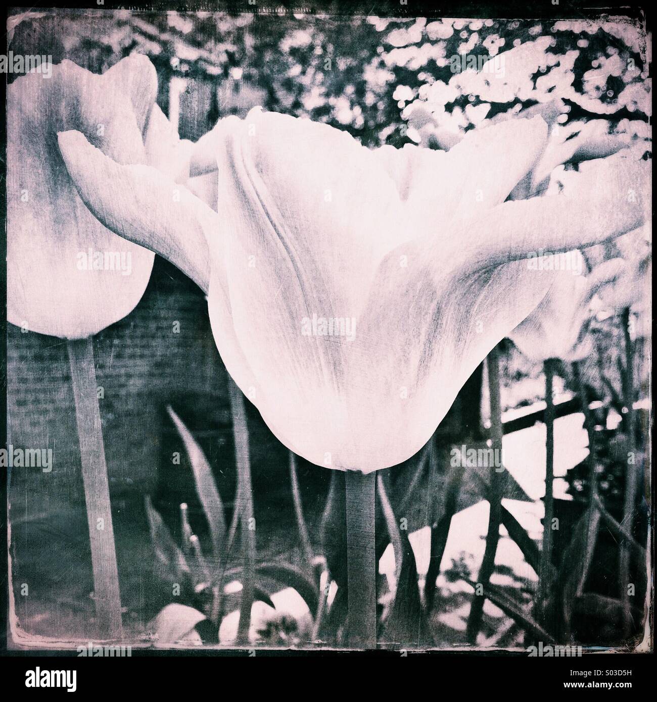 Flower stem petals hi-res stock photography and images - Alamy