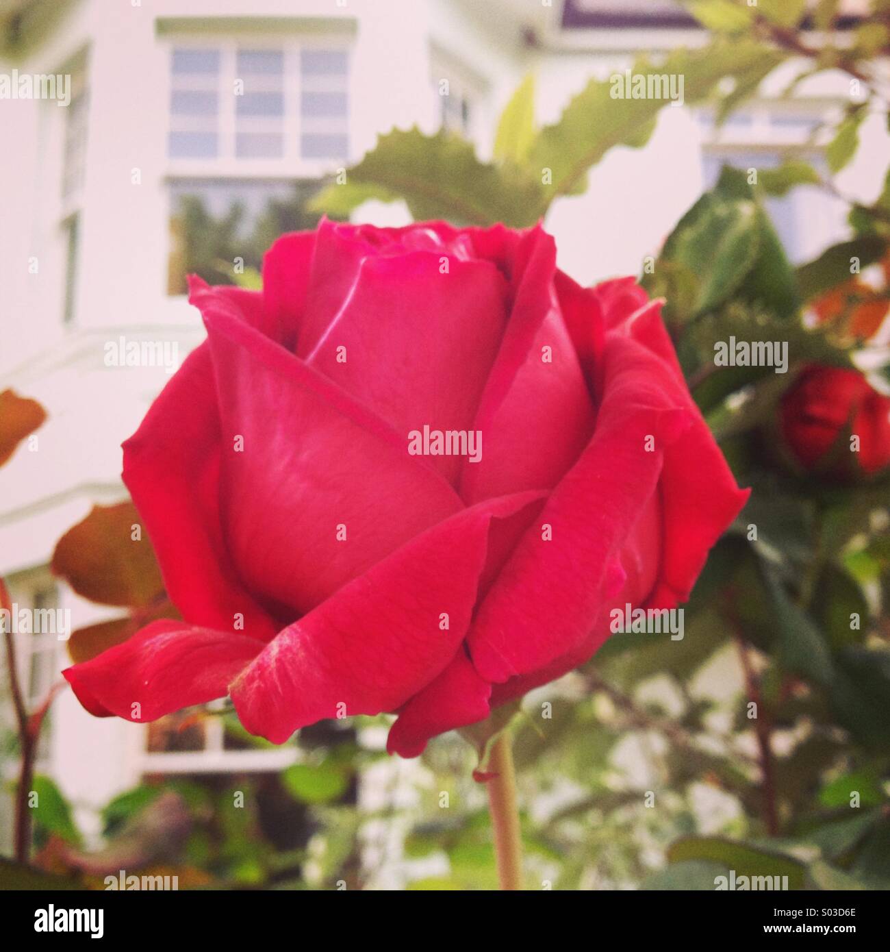 Rose in the garden Stock Photo - Alamy