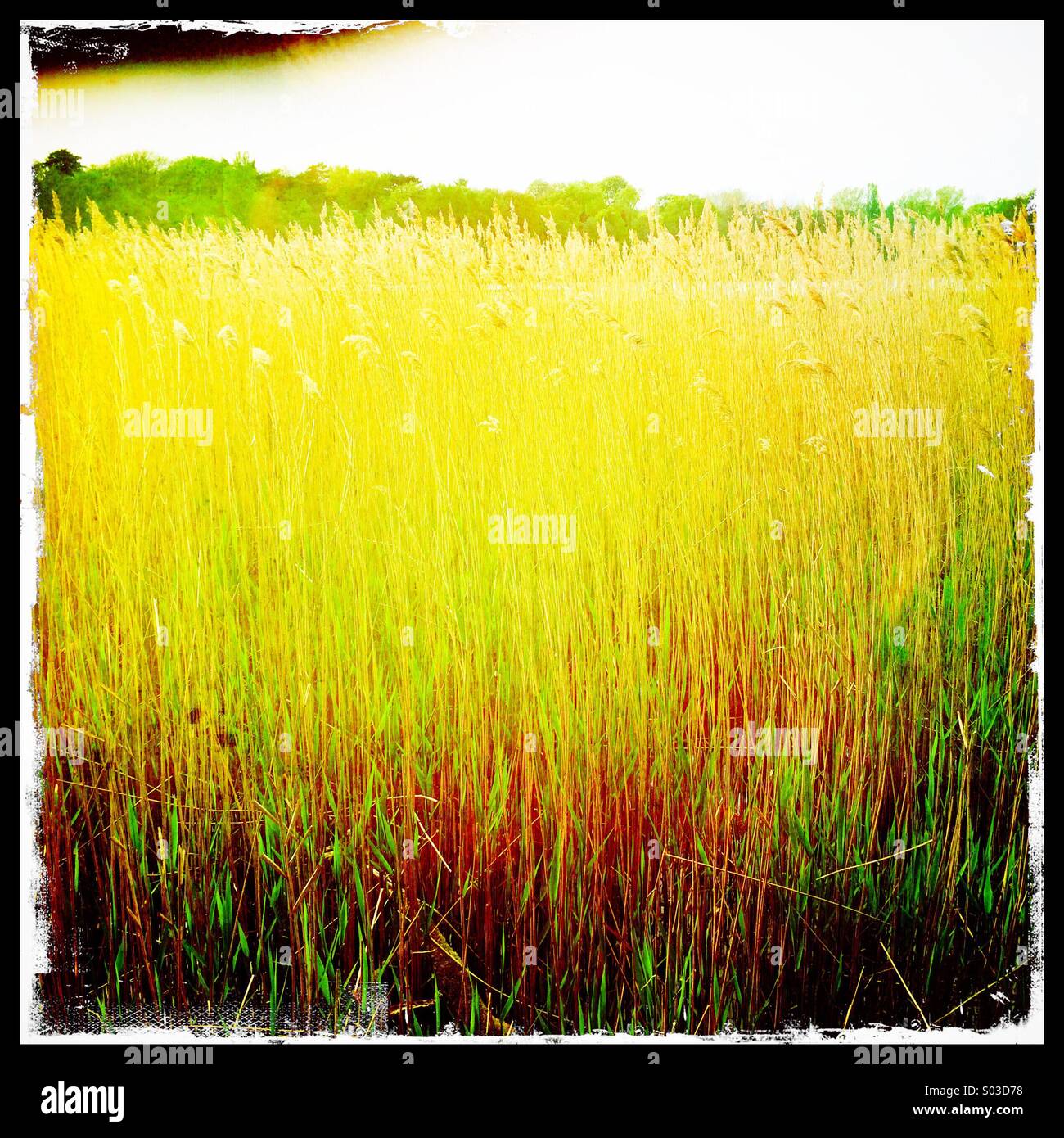 Bed of tall reeds at edge of lake Stock Photo - Alamy