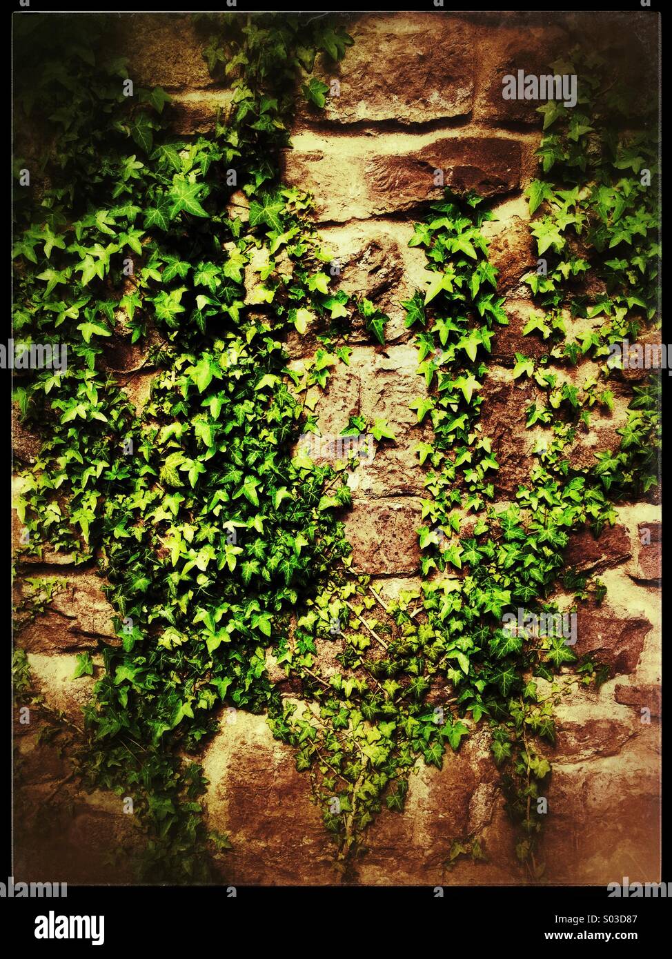 Ivy on brick wall Stock Photo - Alamy