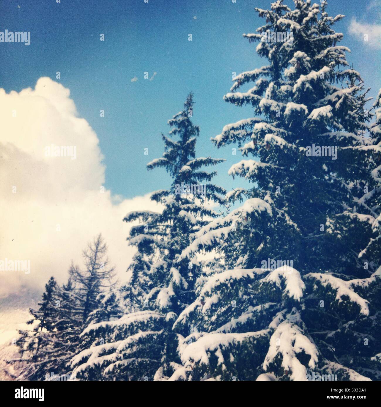 Green trees snow hi-res stock photography and images - Alamy