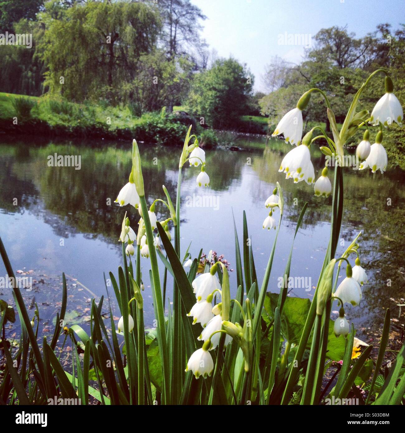 Lily of valley uk water hi-res stock photography and images - Alamy
