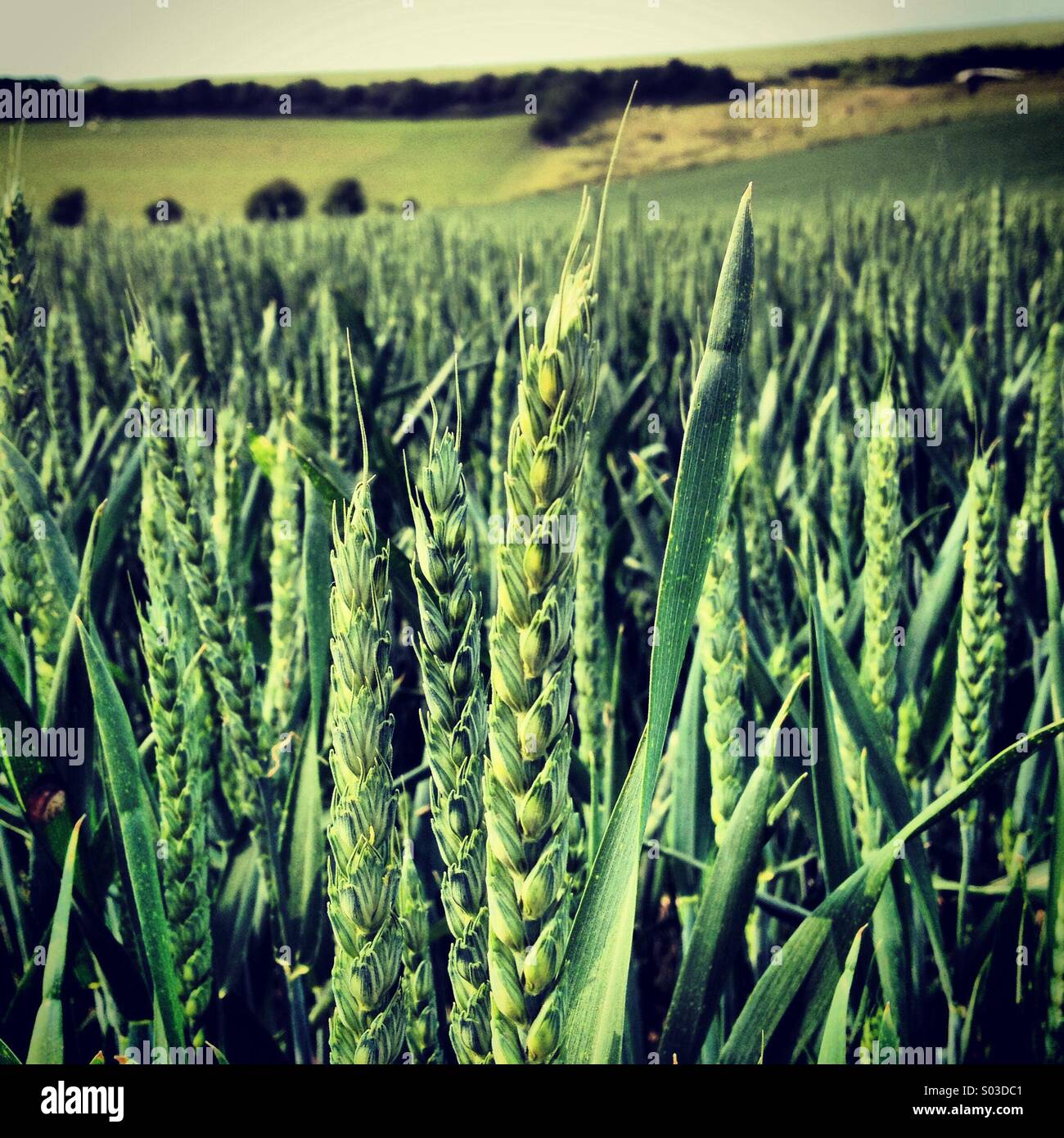 Summer corn field Stock Photo - Alamy