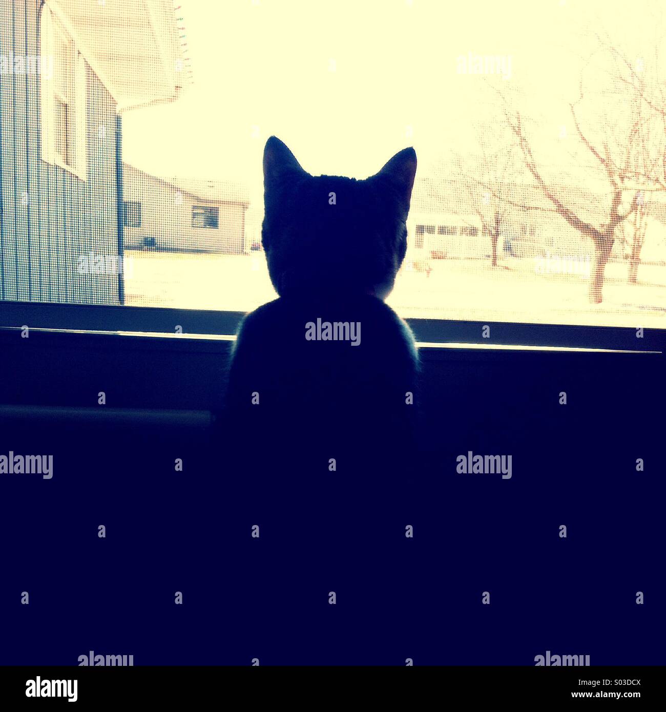 Cat looking outside Stock Photo - Alamy