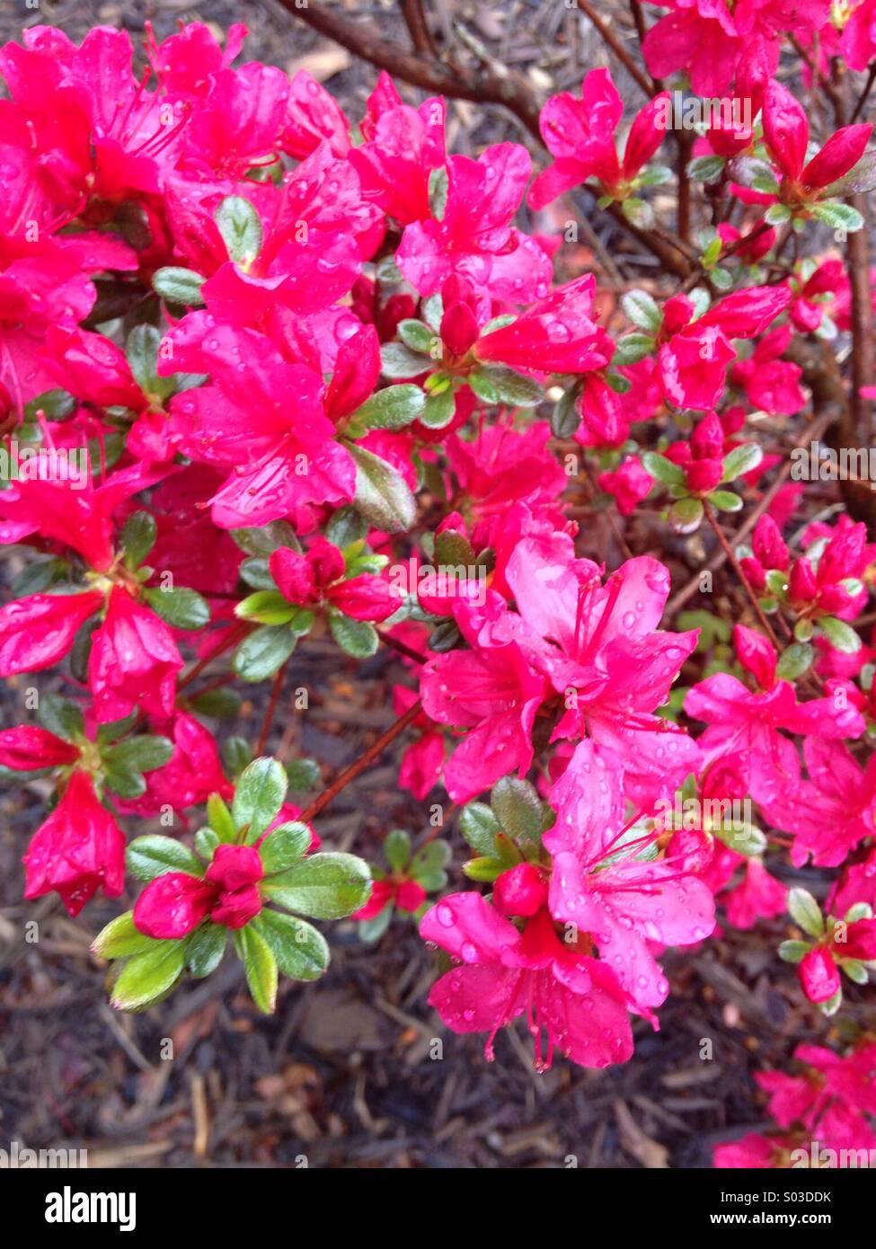 Bright pink azaleas after rain Stock Photo - Alamy