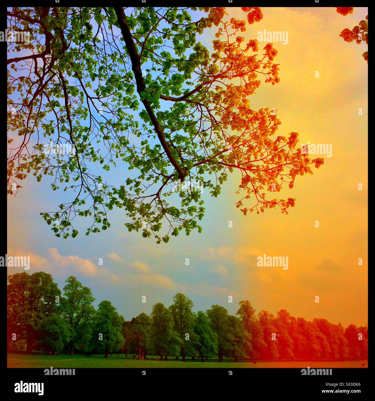 Multi coloured leaves hi-res stock photography and images - Alamy