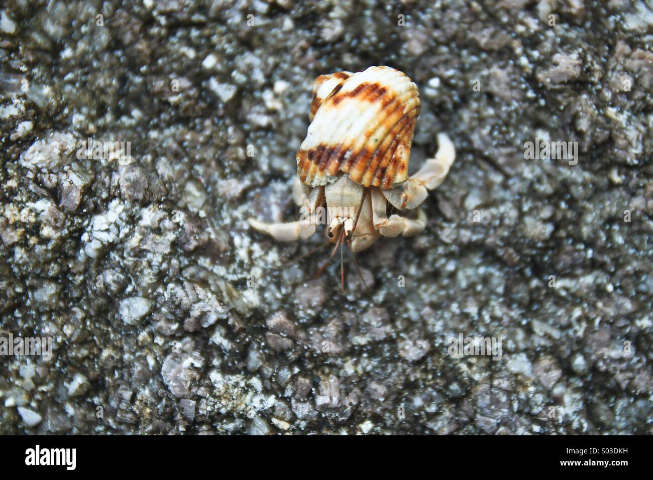Rock hermit crab hi-res stock photography and images - Alamy