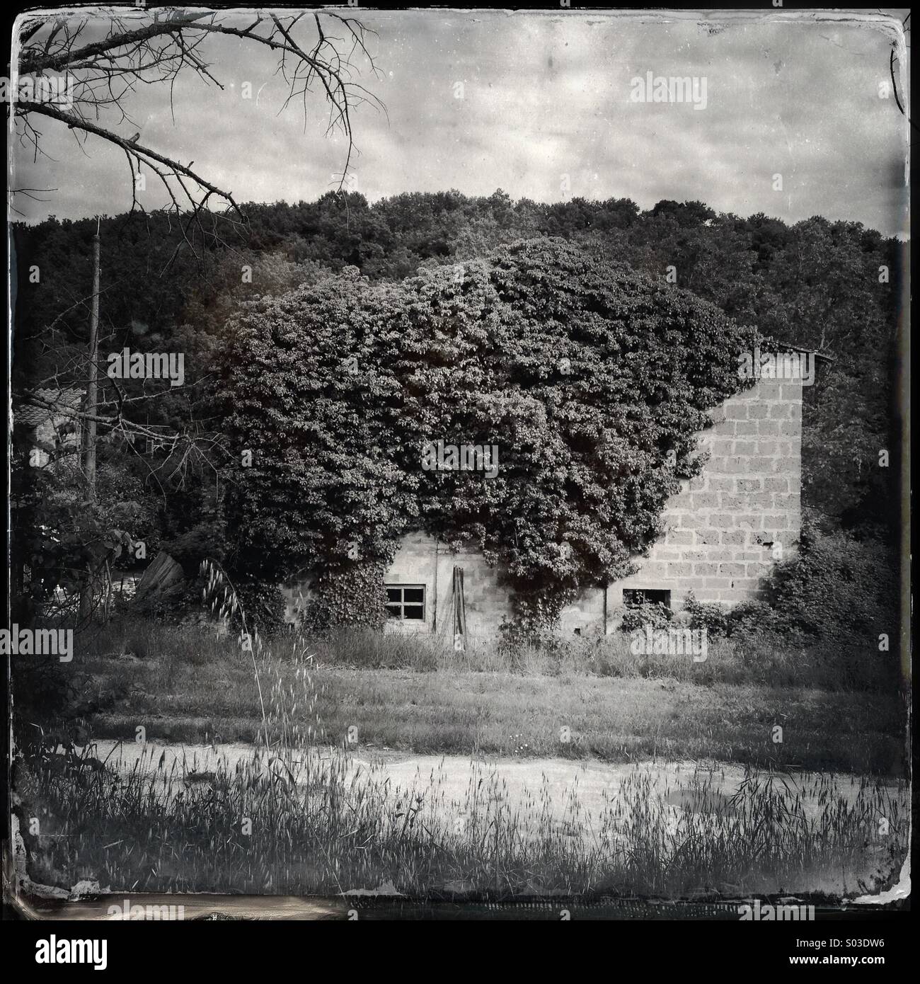 The ivy building hi-res stock photography and images - Alamy