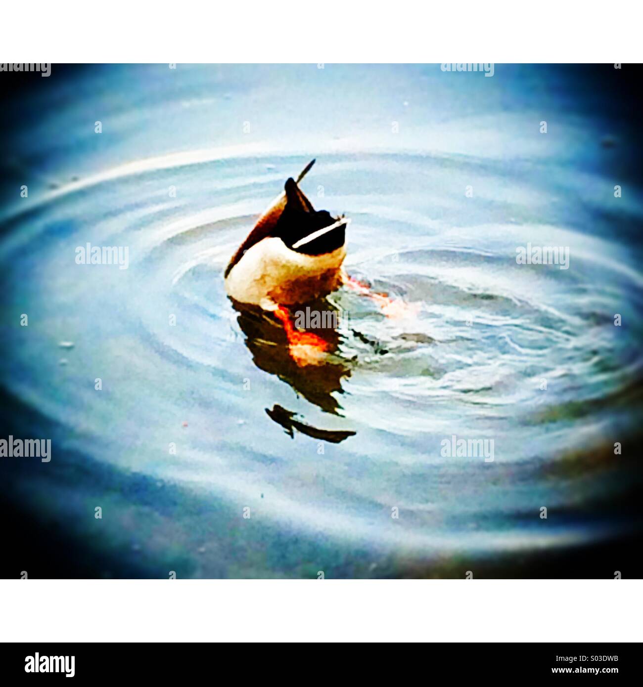 Duck with head under water and bottom tail in the air Stock Photo - Alamy