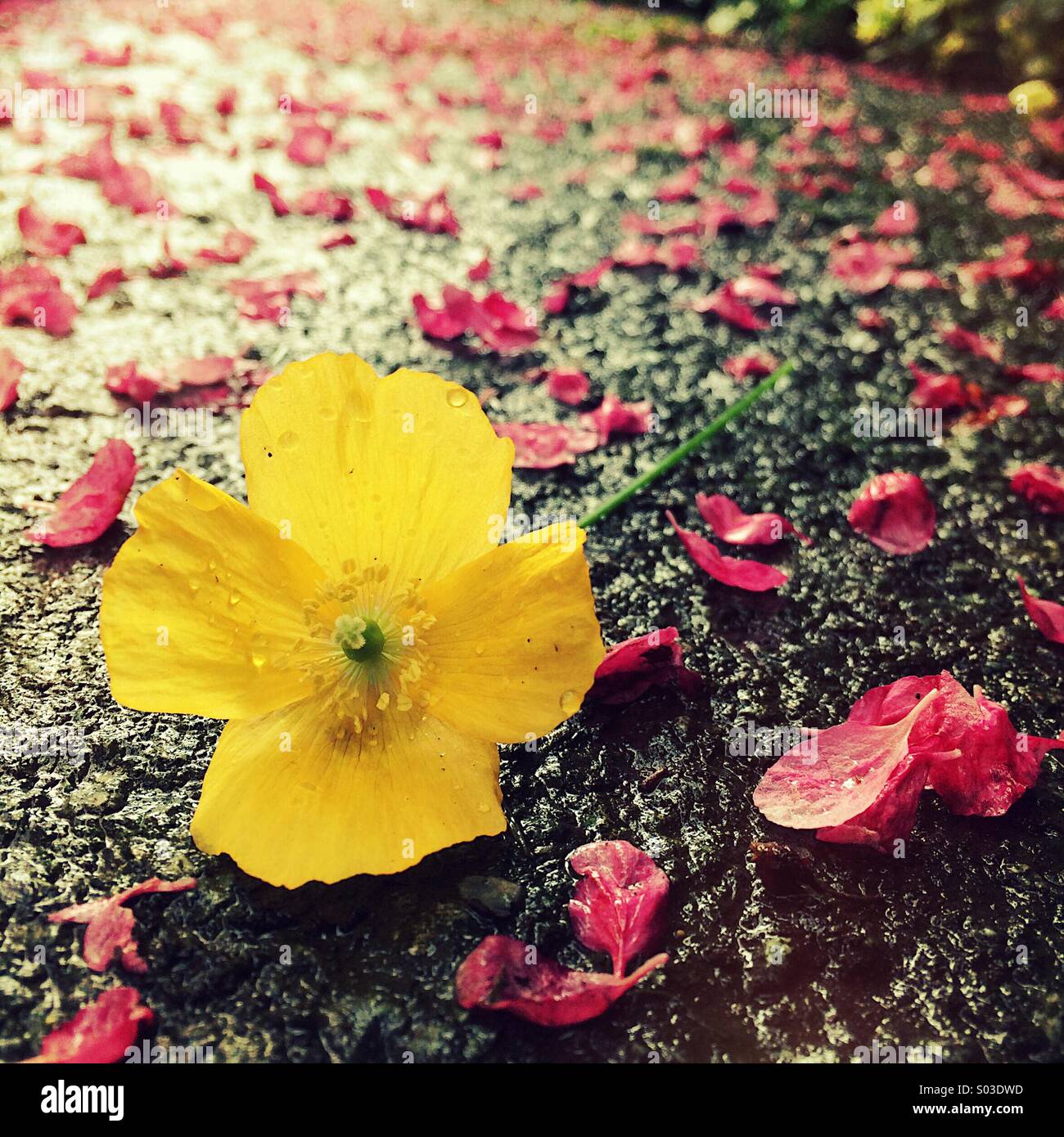 With fallen flowers hi-res stock photography and images - Alamy