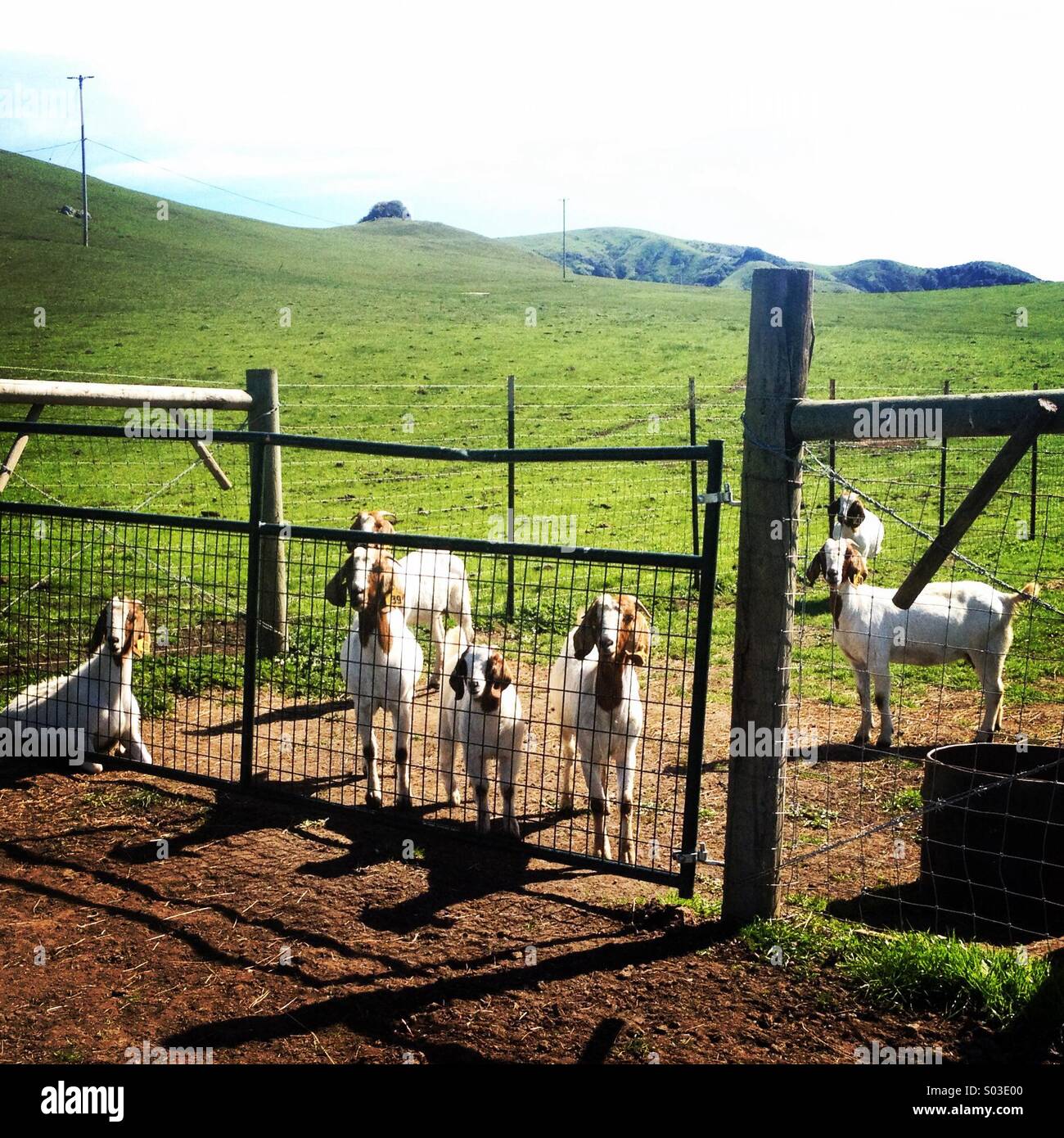 California farm animals hi-res stock photography and images - Alamy