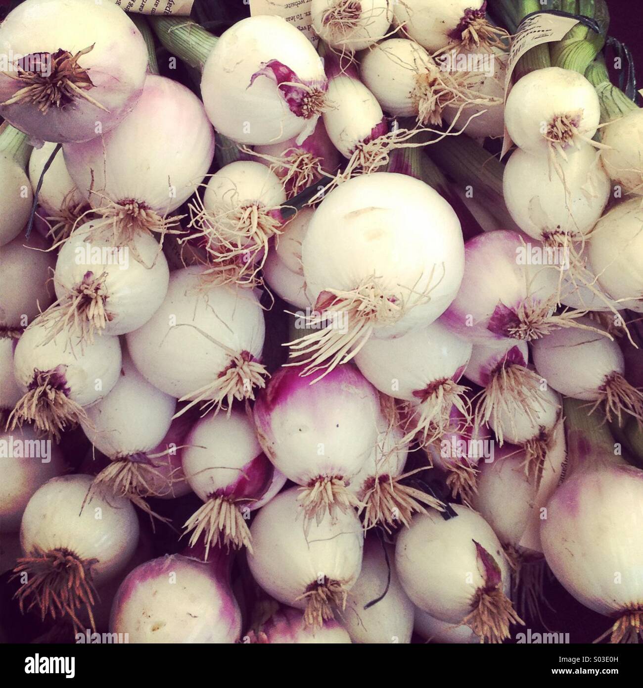 Bio onions hi-res stock photography and images - Alamy
