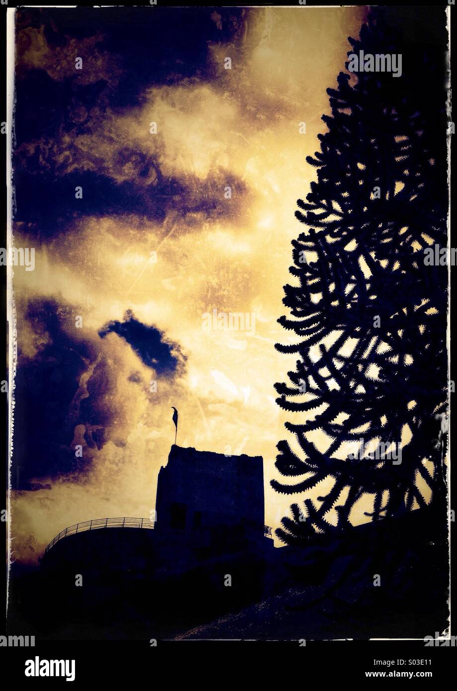 Clitheroe Castle and Monkey puzzle tree in silhouette Stock Photo - Alamy