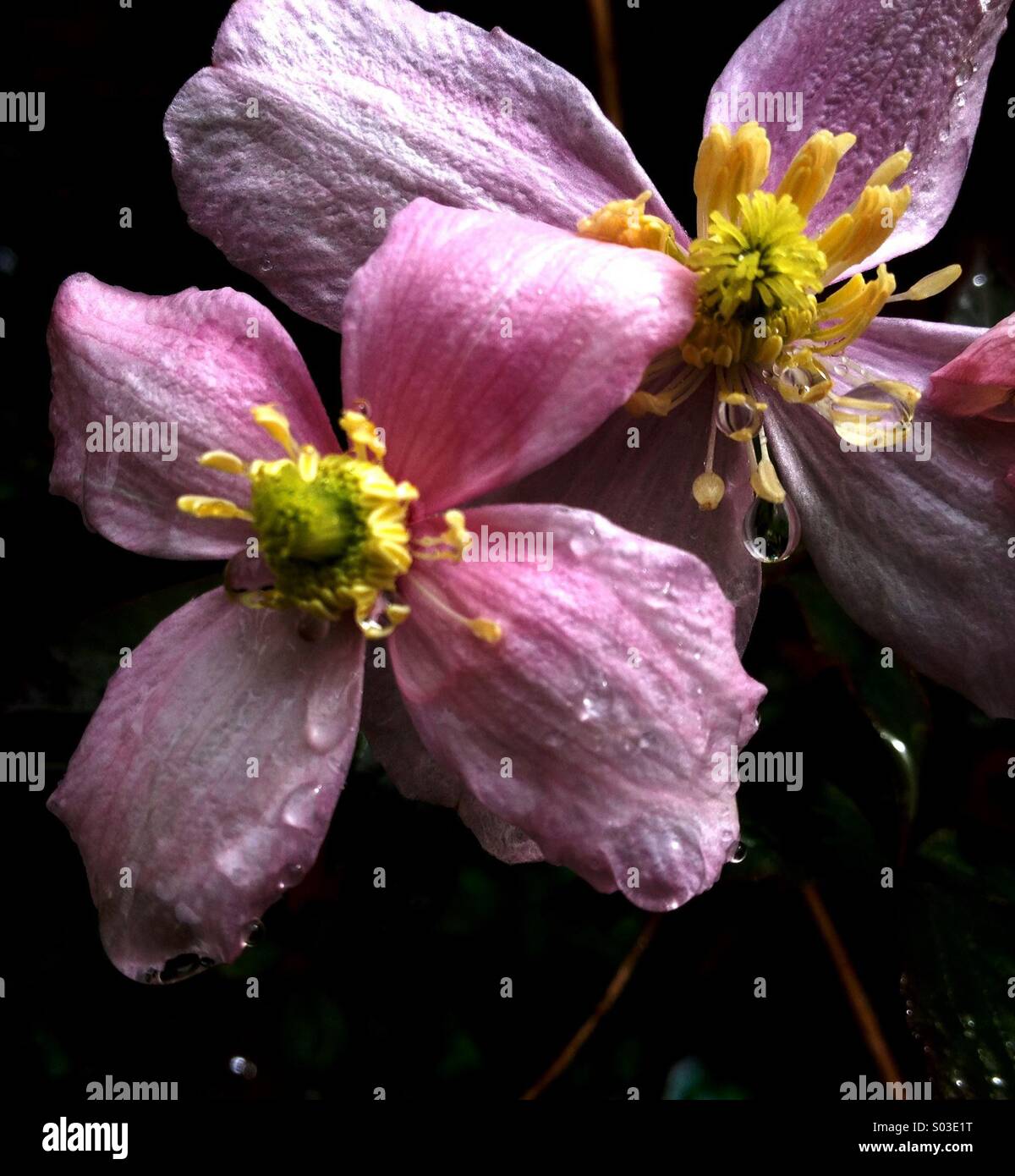 Clematis in Rain Stock Photo - Alamy