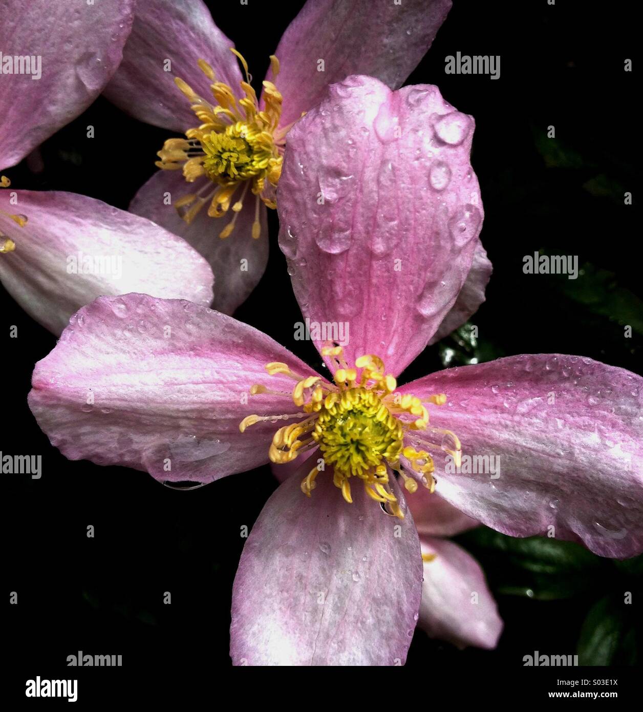 Clematis in Rain Stock Photo - Alamy