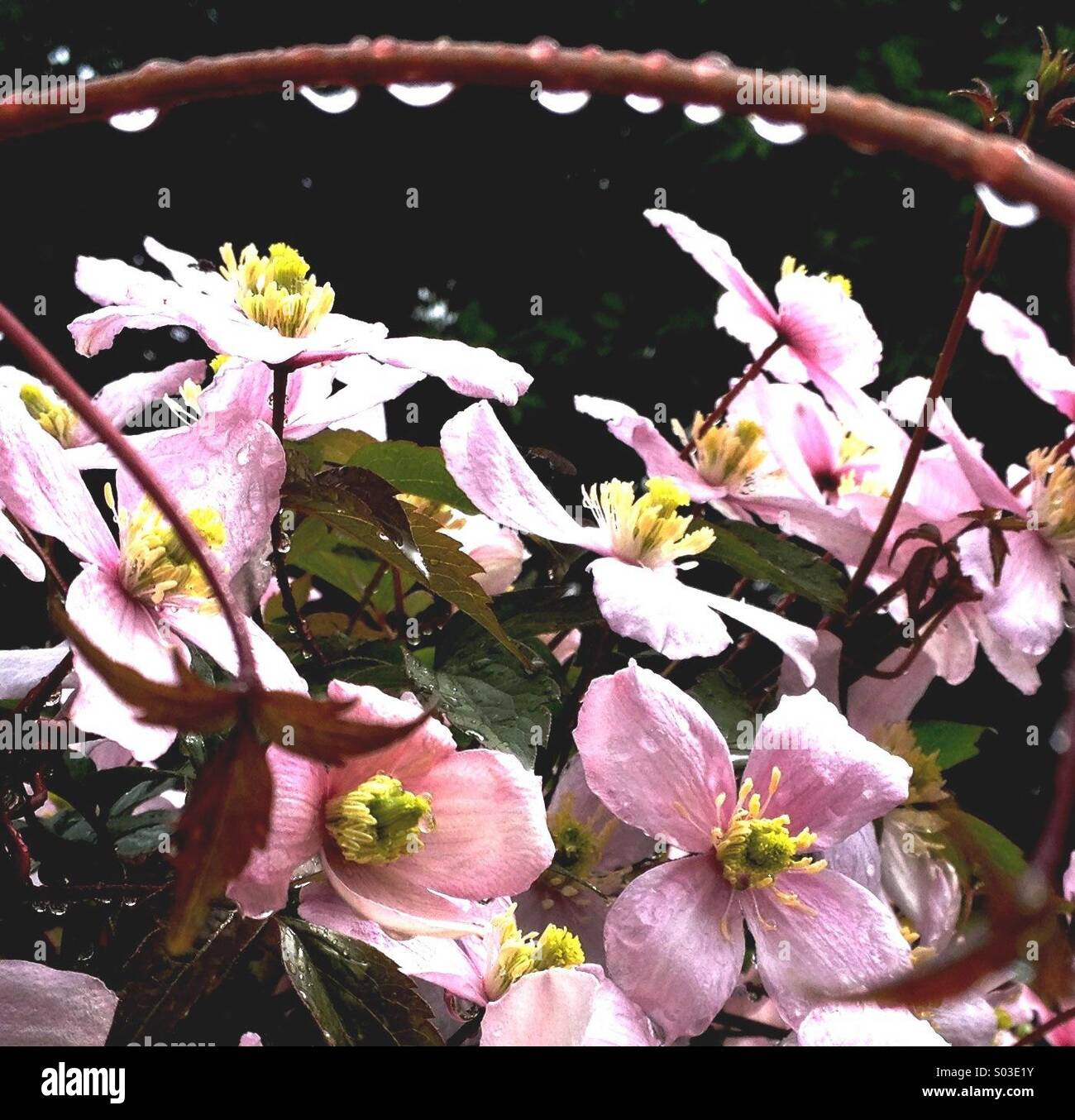 Clematis in Rain Stock Photo - Alamy