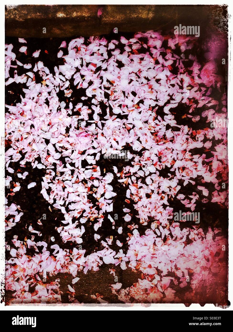 Fallen cherry blossom petals Stock Photo - Alamy