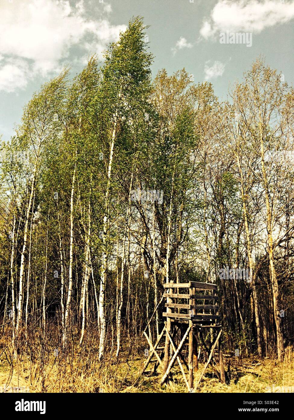 Forest watch chair Stock Photo - Alamy
