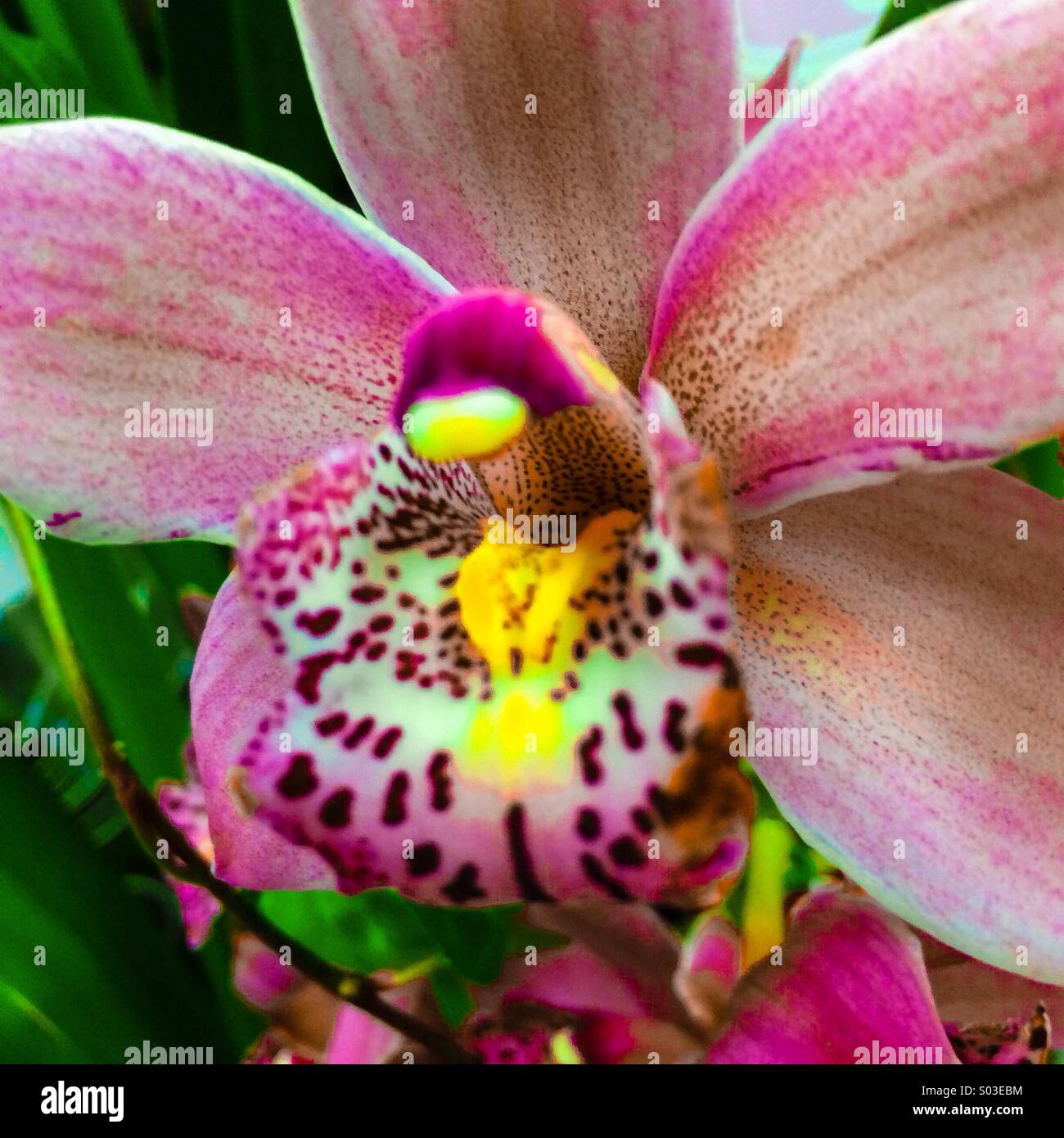 Orchid pink cymbidium close up of flower Stock Photo - Alamy