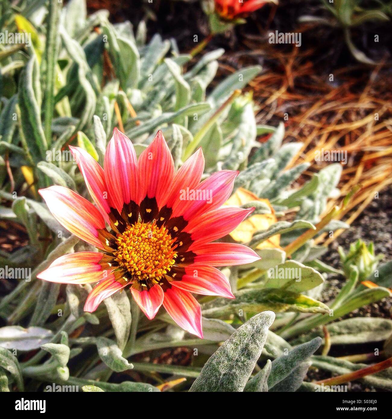 California native flower hi-res stock photography and images - Alamy