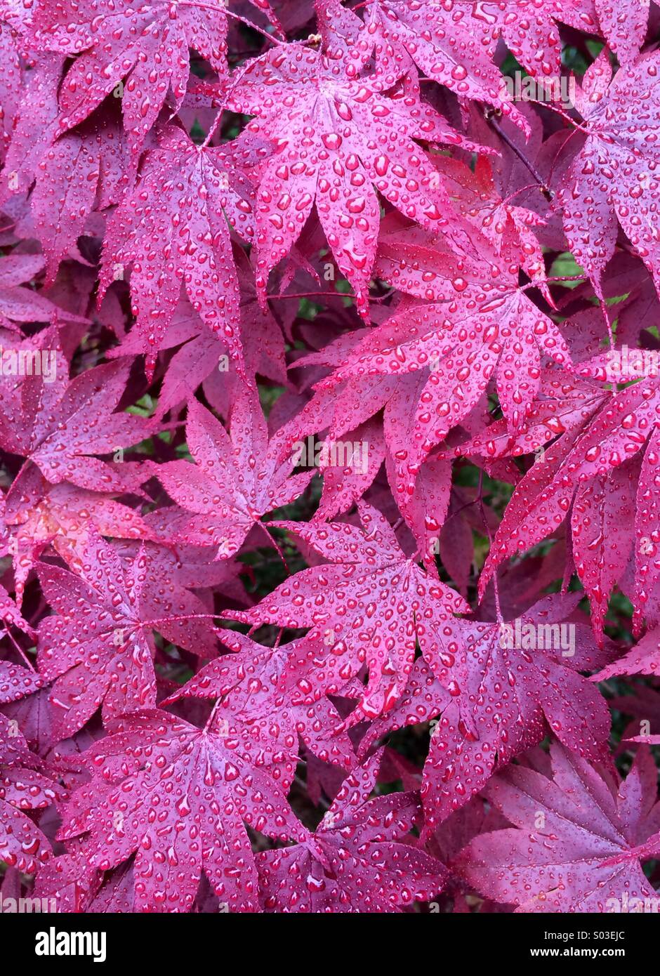 Japanese maples hi-res stock photography and images - Alamy