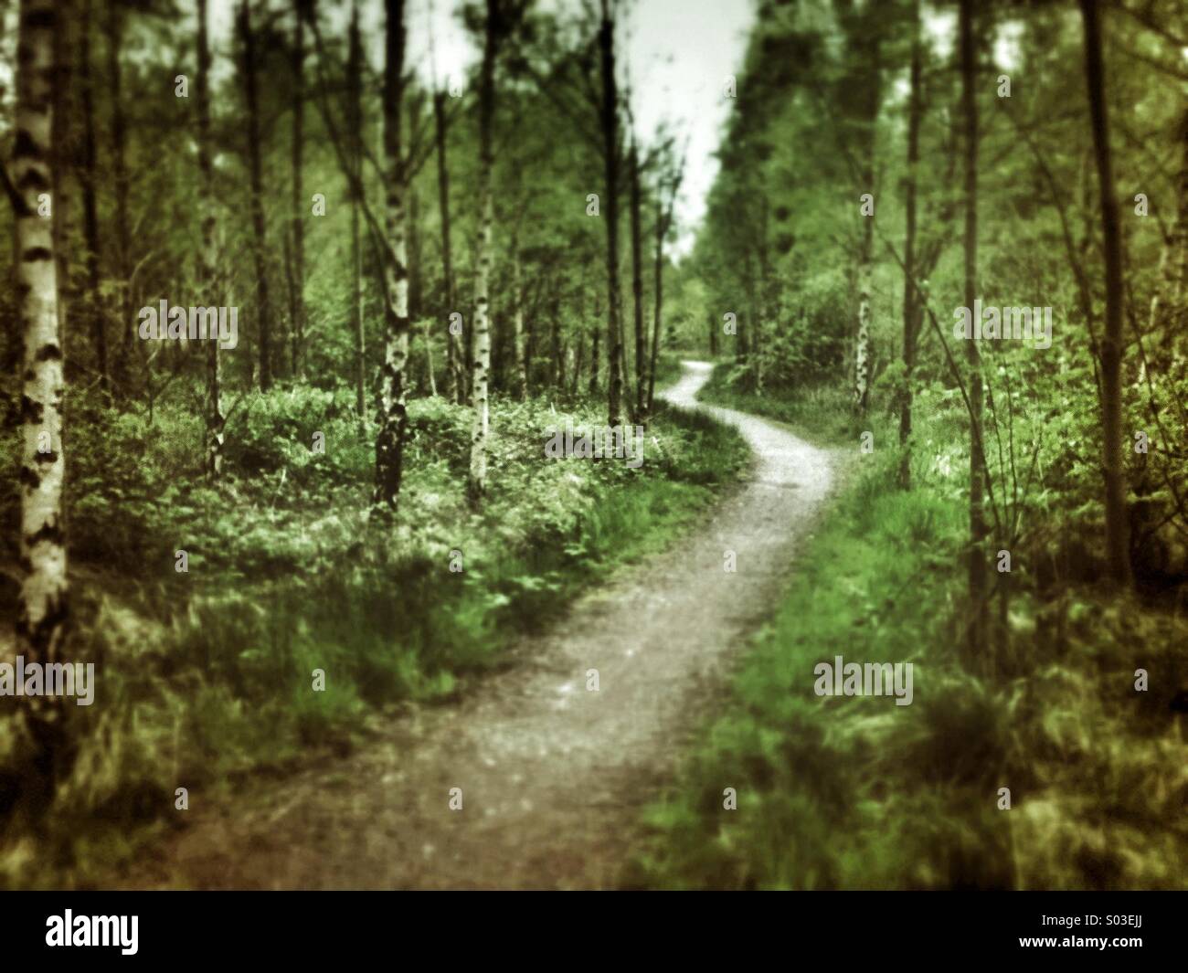 Path through wood. Grunge and tilt-shift effect applied Stock Photo - Alamy