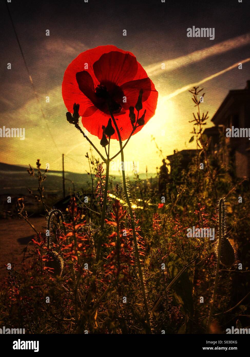 Poppy enthusiastically greeting the dawn Stock Photo - Alamy