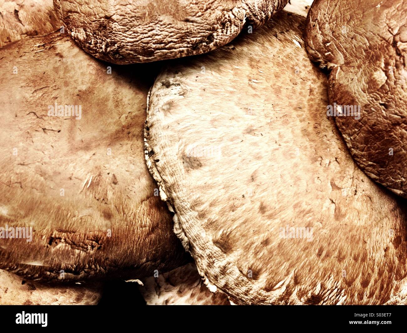 Portabella mushrooms hi-res stock photography and images - Alamy
