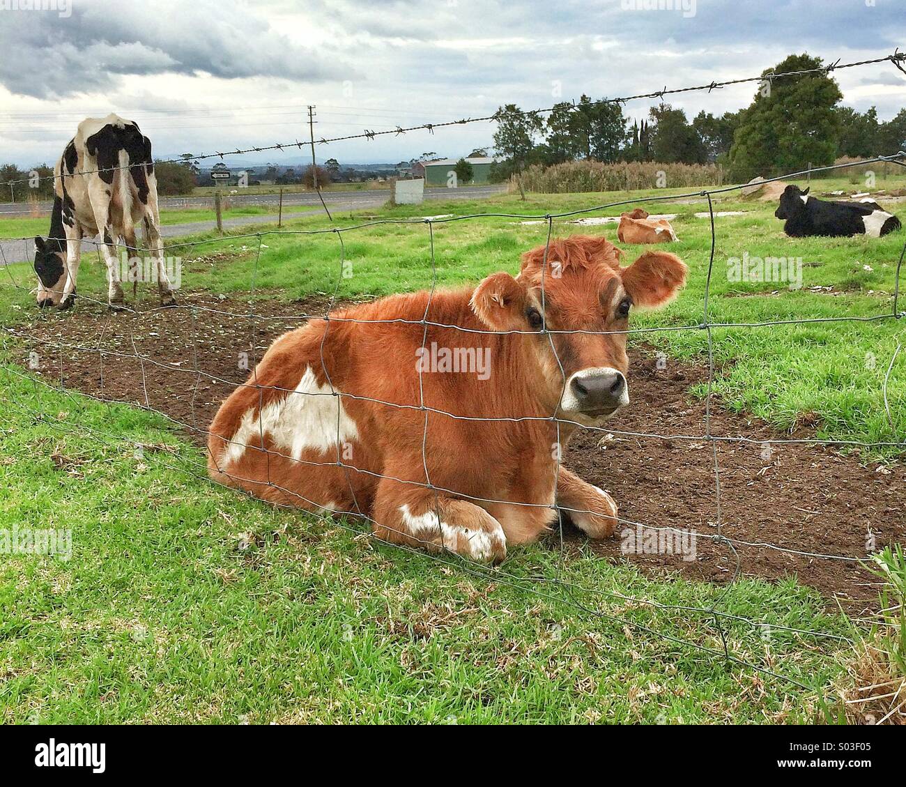 Contented farm animals hi-res stock photography and images - Alamy