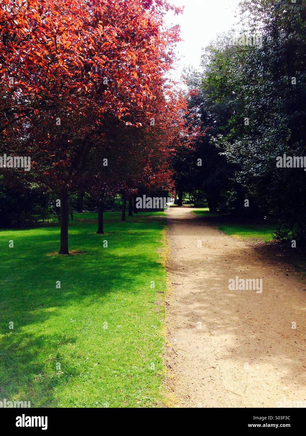 Tree lined path Stock Photo - Alamy