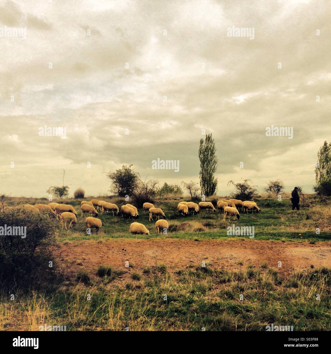 Following the shepherd Stock Photo - Alamy