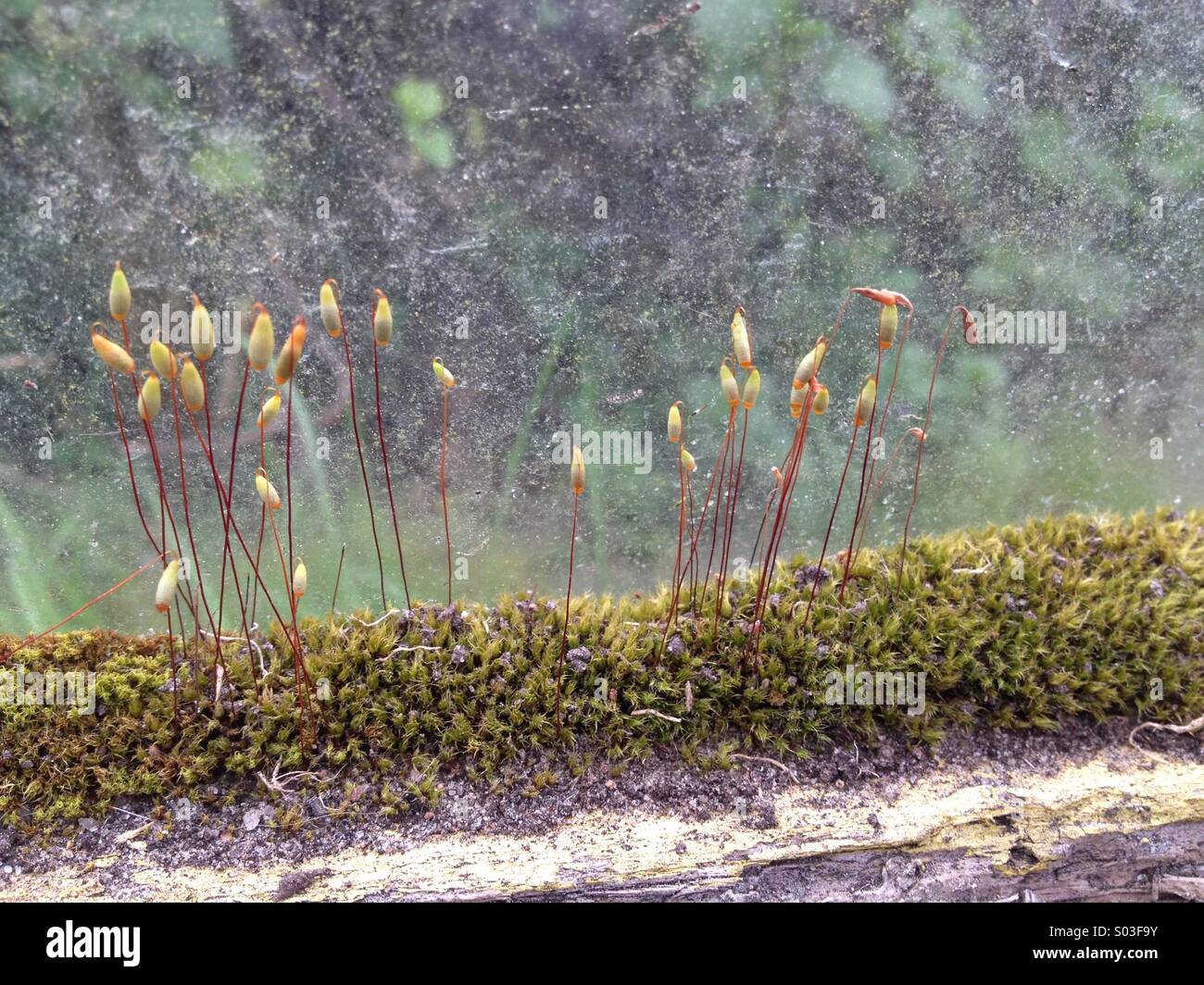 Microworld hi-res stock photography and images - Alamy