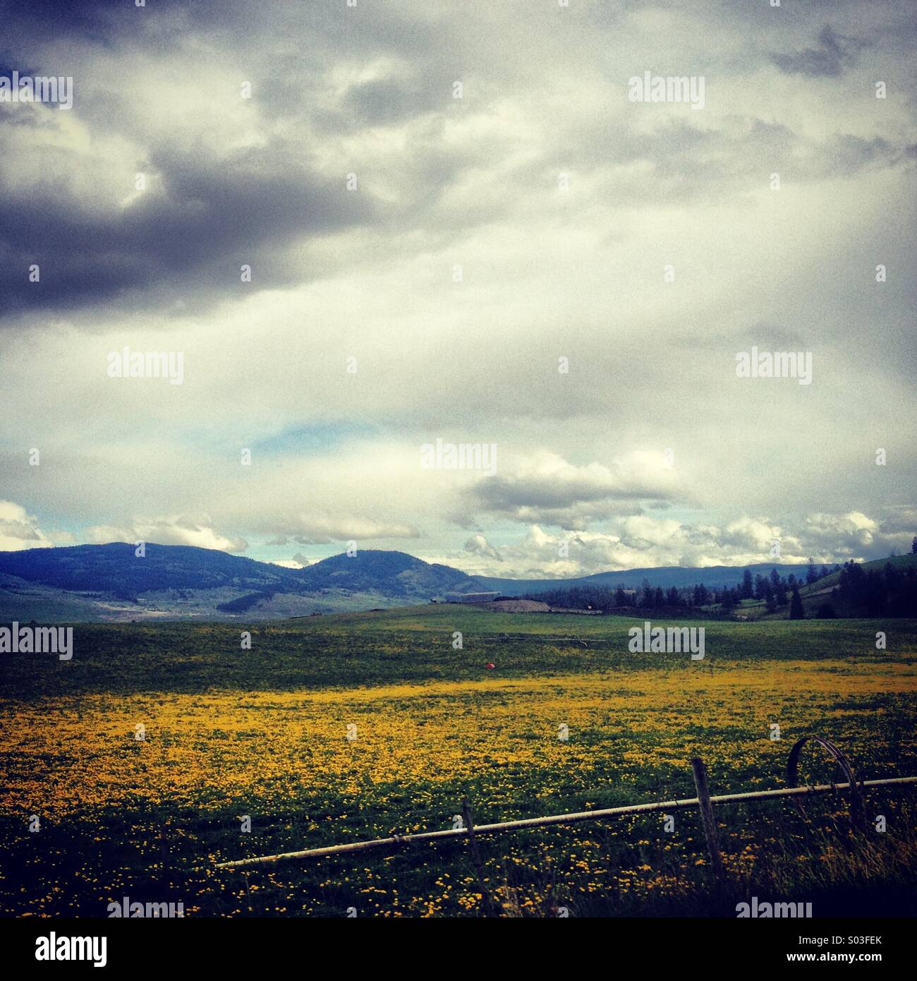 A sea of dandelions. A spring country landscape Stock Photo - Alamy
