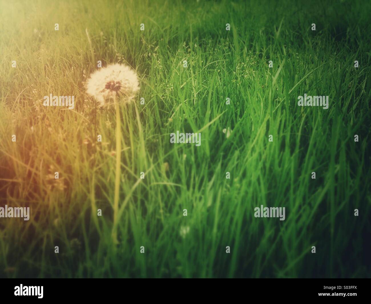 Dandelion with retro effect Stock Photo - Alamy