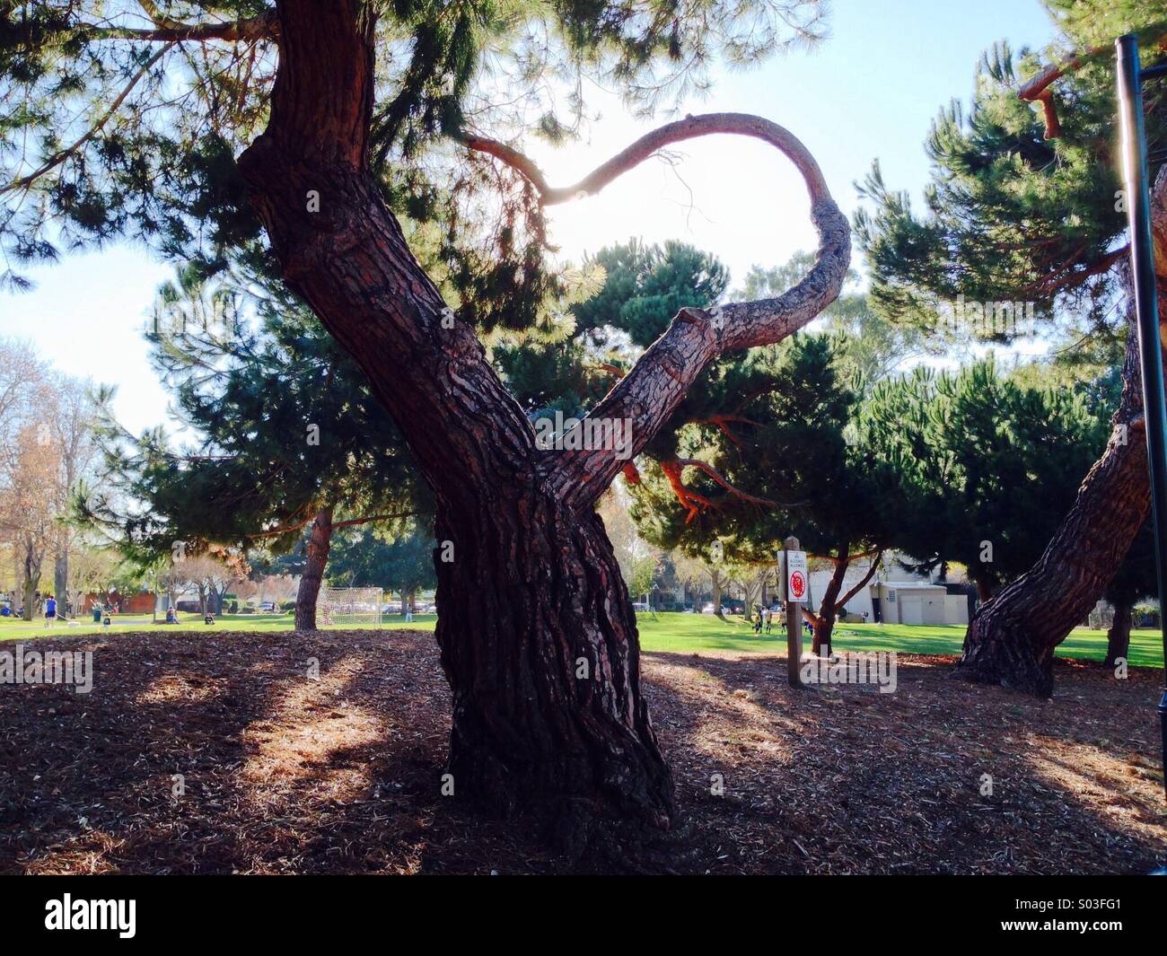 Heart branch tree sun Stock Photo - Alamy
