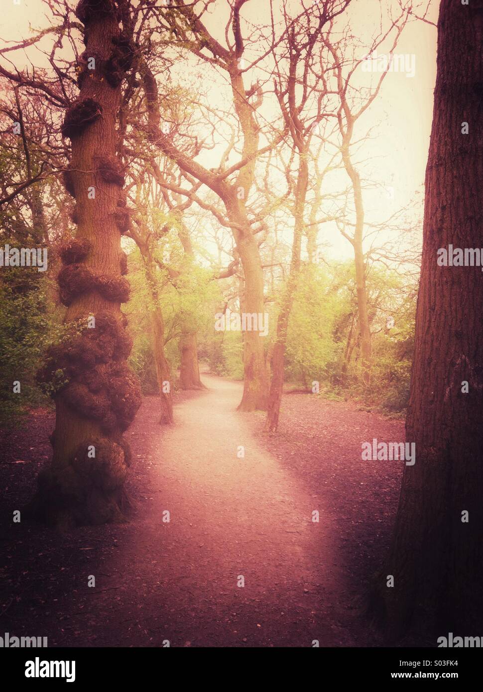 Path in the woods Stock Photo - Alamy