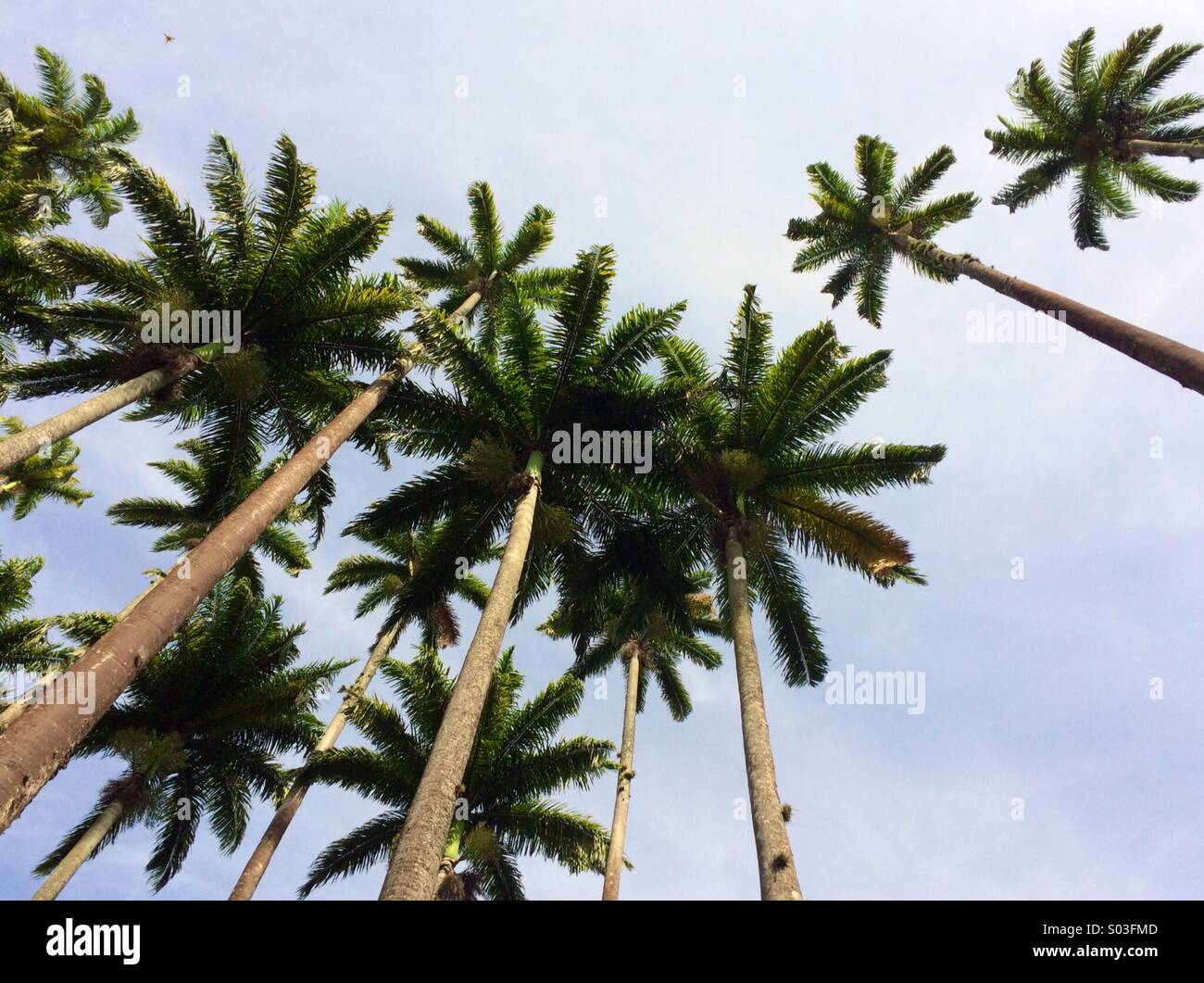 Imperial palm tree hi-res stock photography and images - Alamy