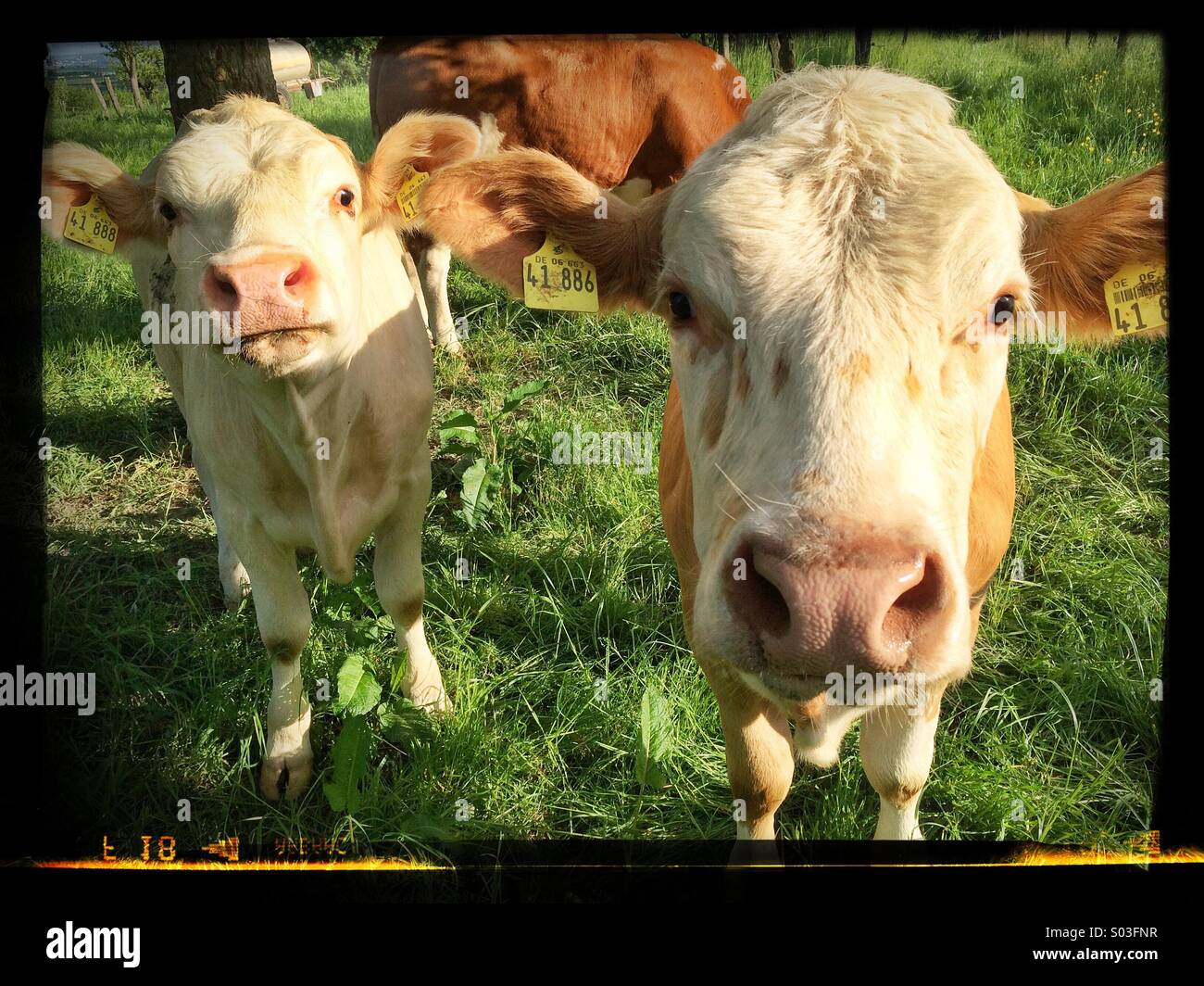 Friendly Cows High Resolution Stock Photography and Images - Alamy