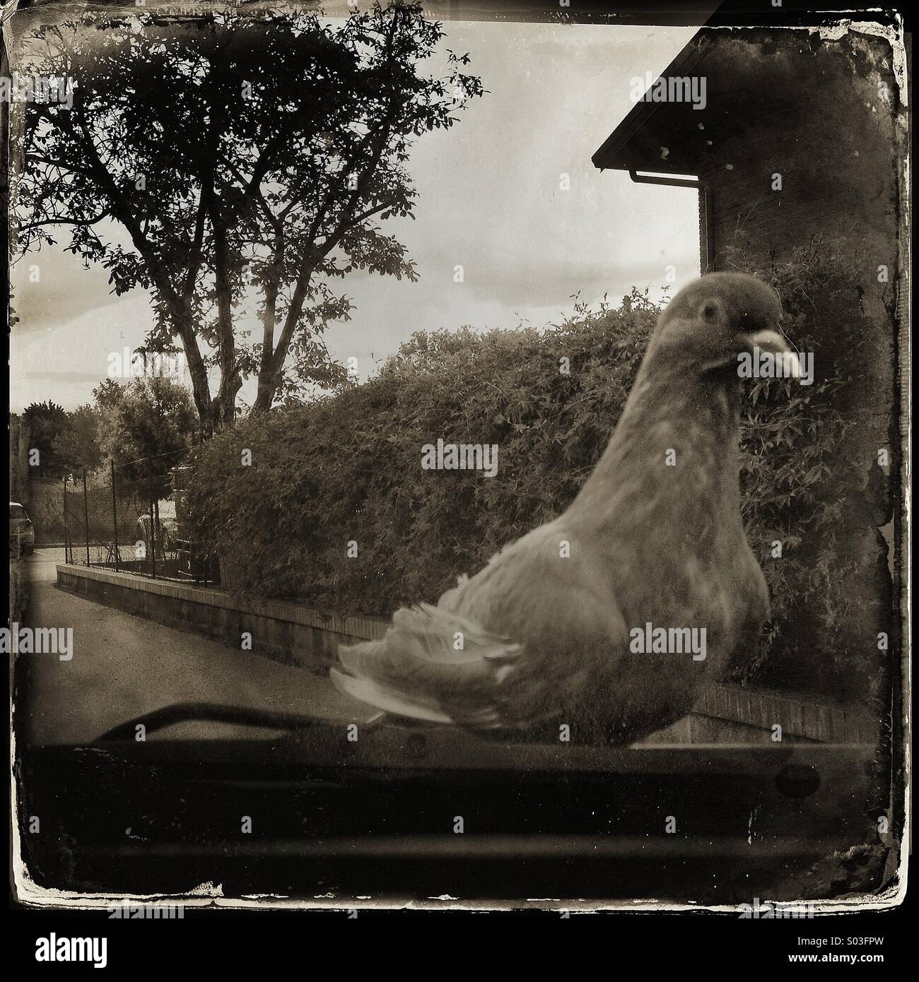 a pigeon resting on the hood of a car photographed through the ...