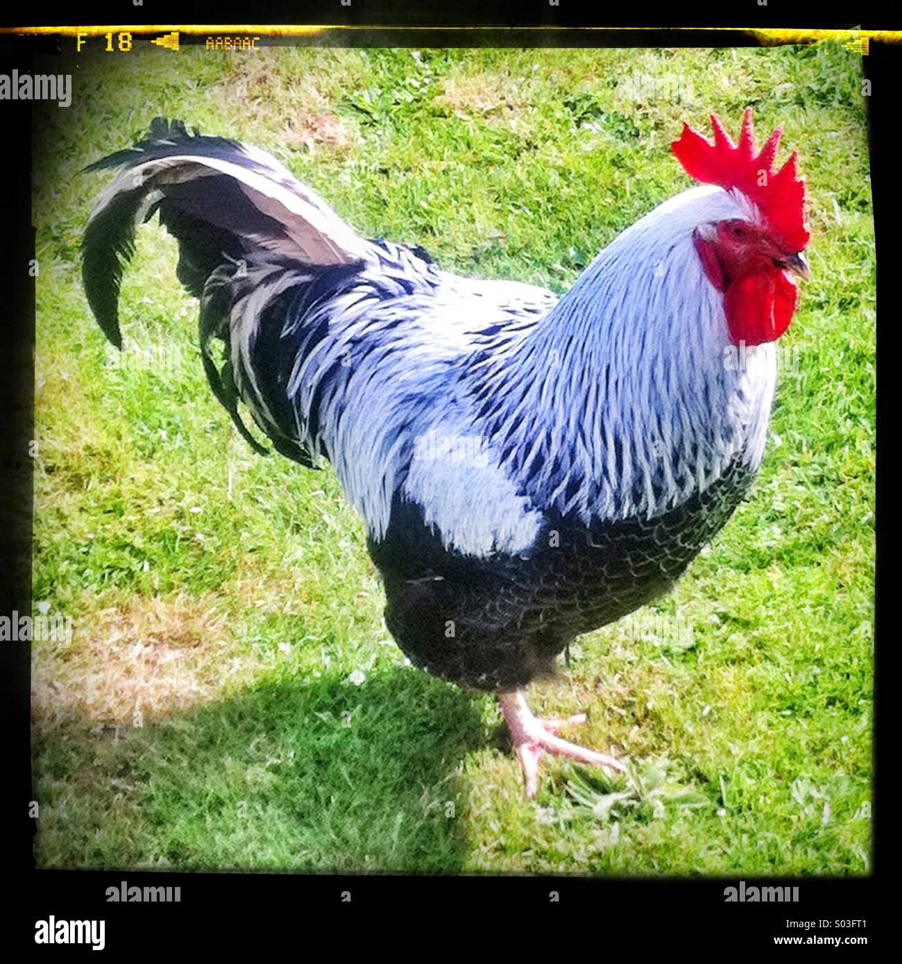 Chicken and cockerel hi-res stock photography and images - Alamy