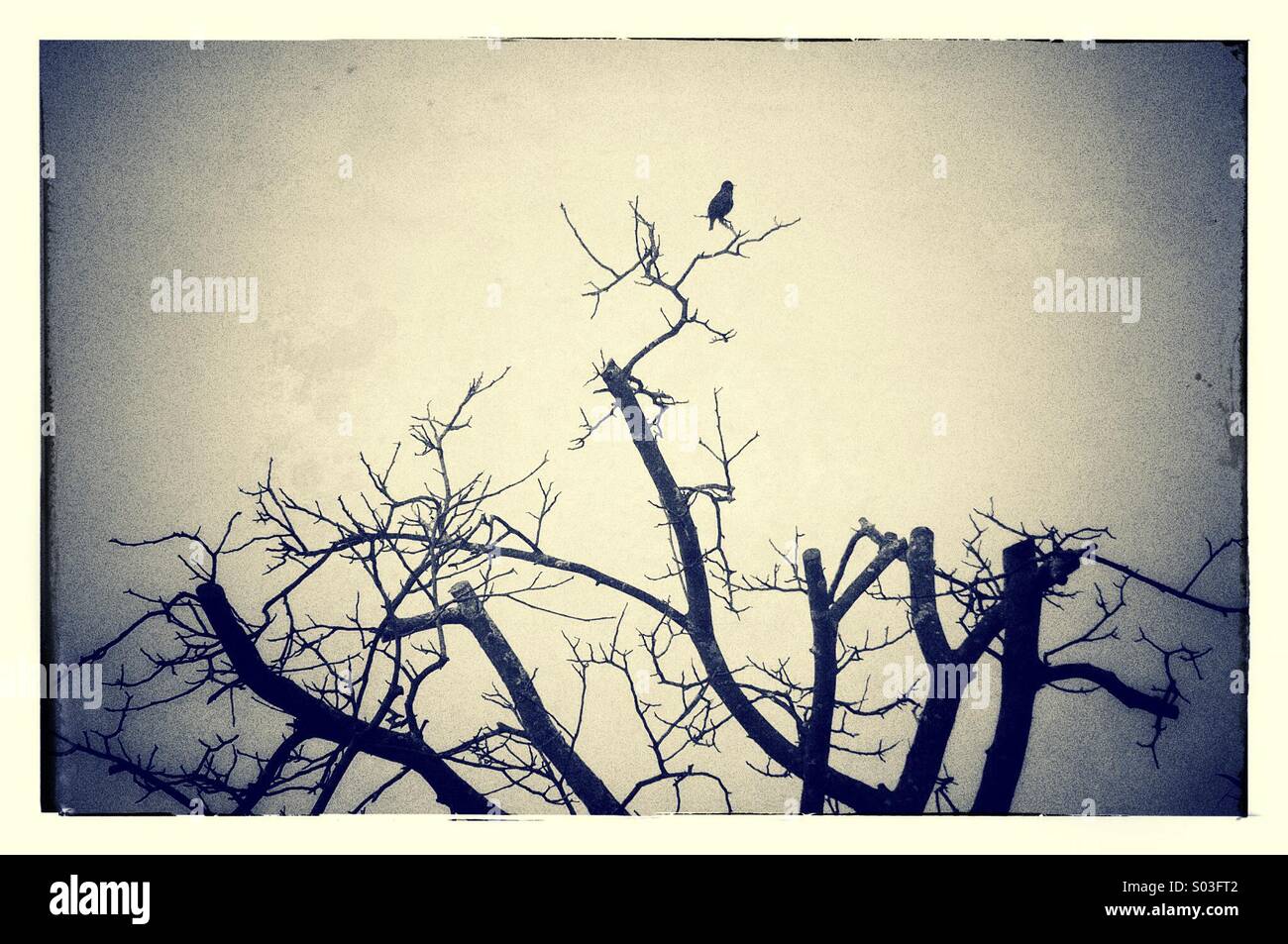 A lonely bird on a tree in backlight Stock Photo - Alamy