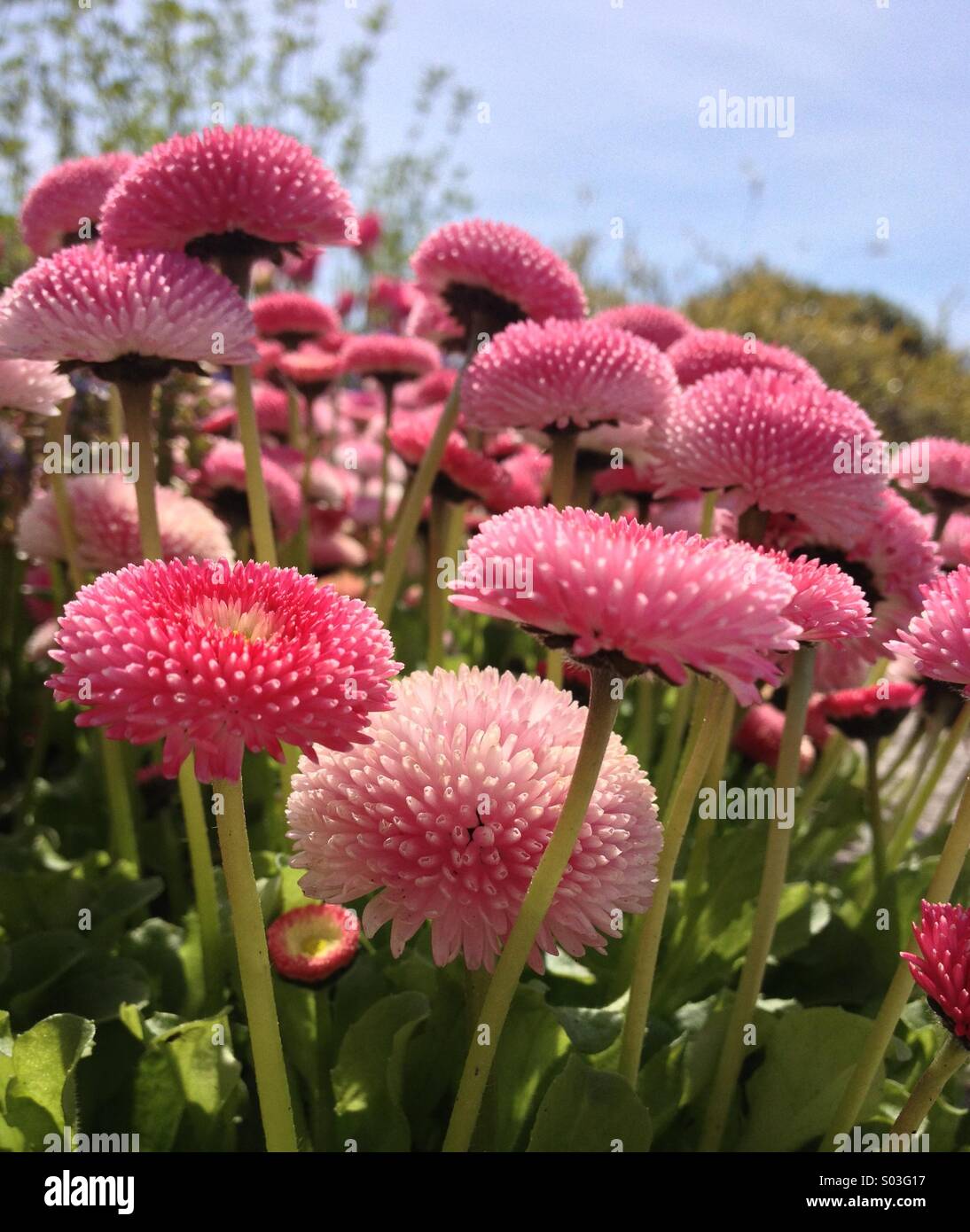 Flower standing tall hi-res stock photography and images - Alamy