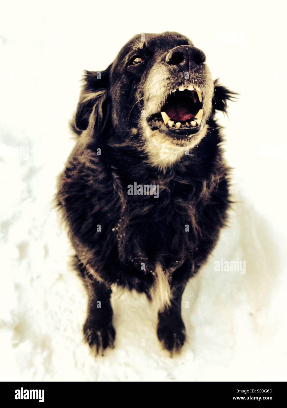 Howl dog hi-res stock photography and images - Alamy