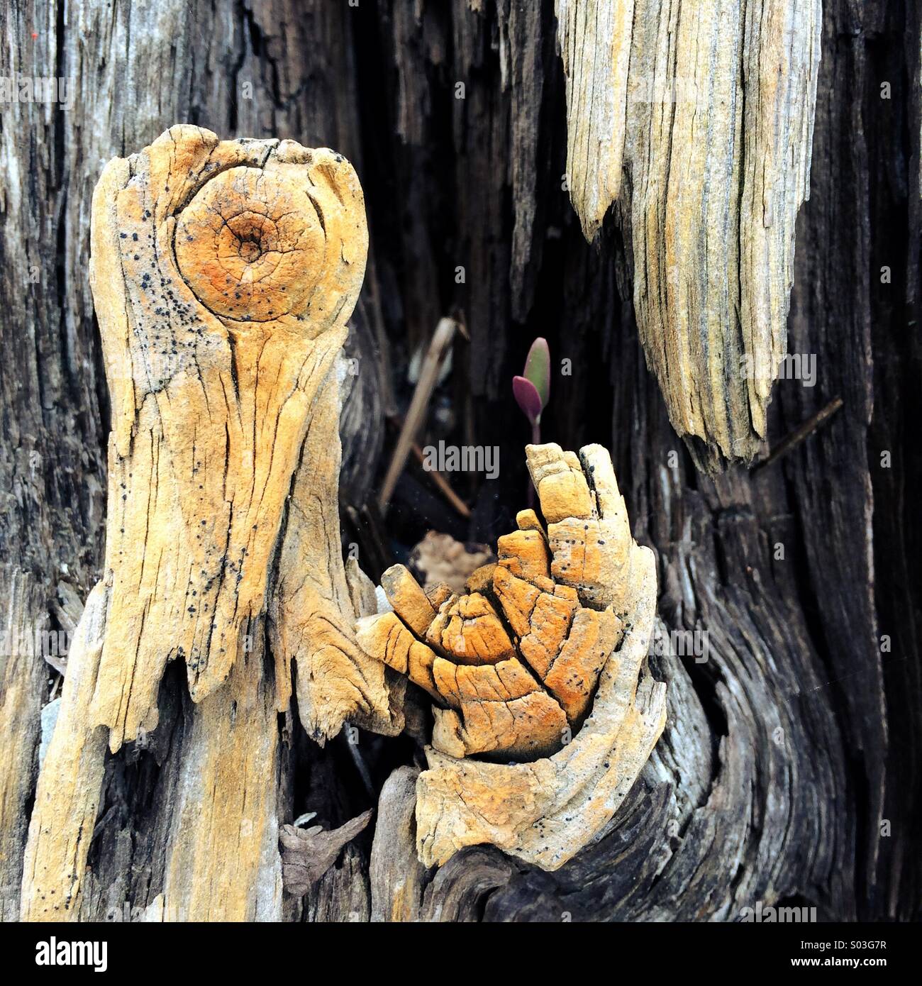 Trunk on the beach hi-res stock photography and images - Alamy