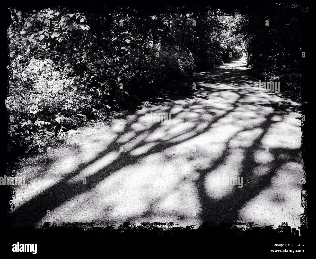 Shadows of trees hi-res stock photography and images - Alamy