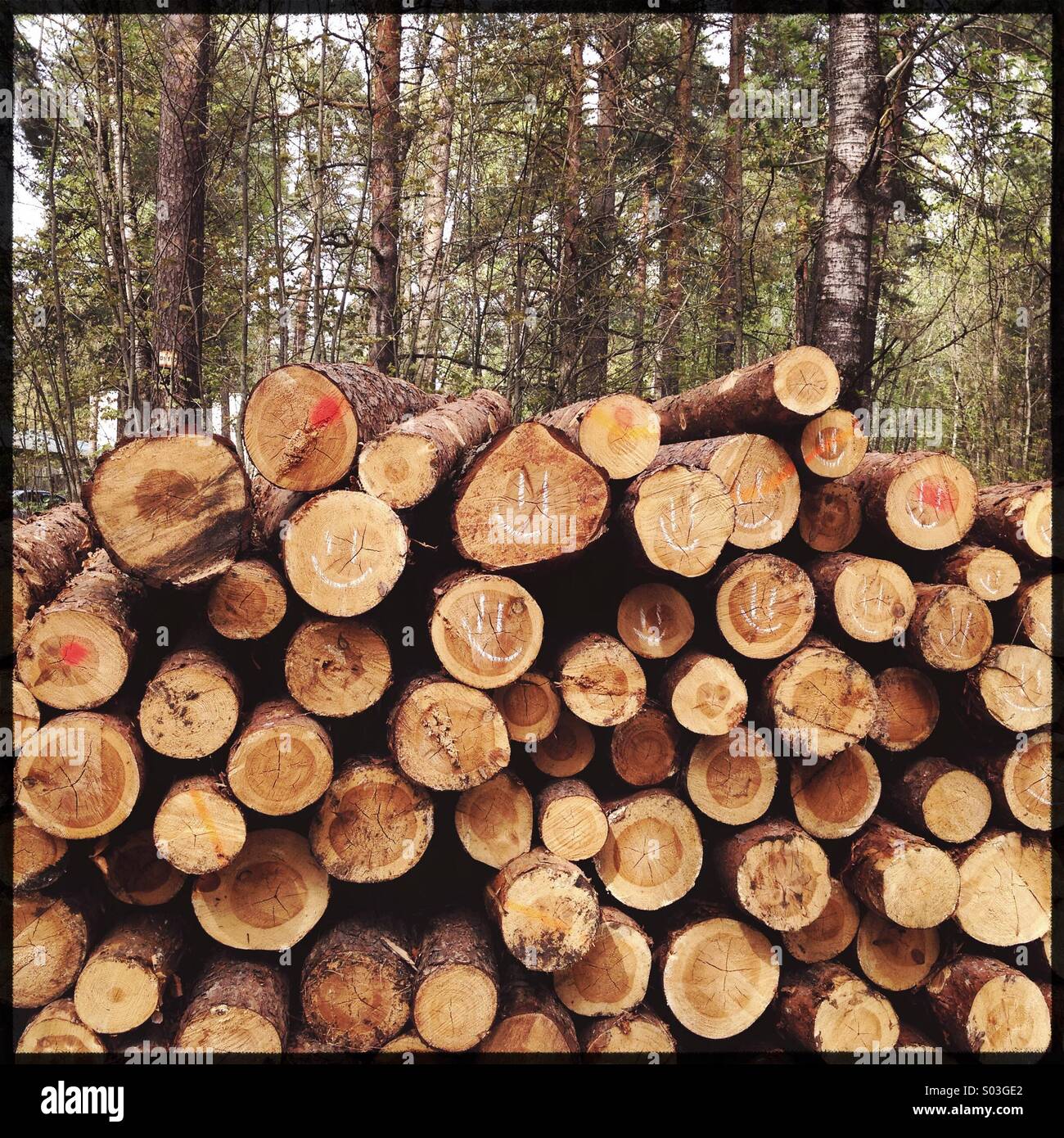 Tree slice hi-res stock photography and images - Alamy