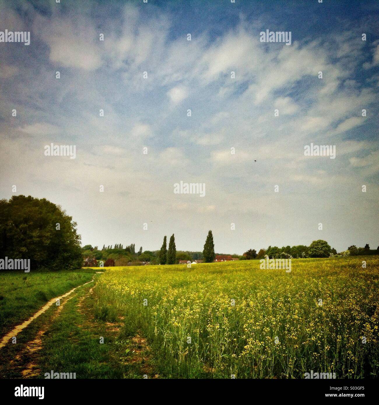 View of a path and fields taken whilst walking on a sunny in Colne ...