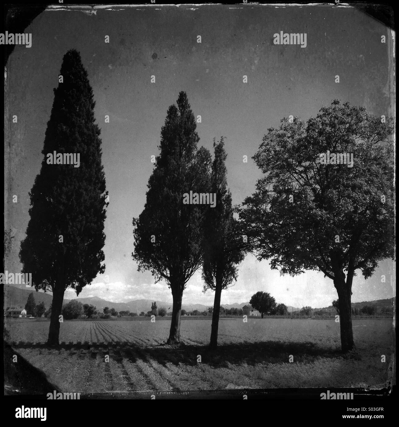 The four trees hi-res stock photography and images - Alamy