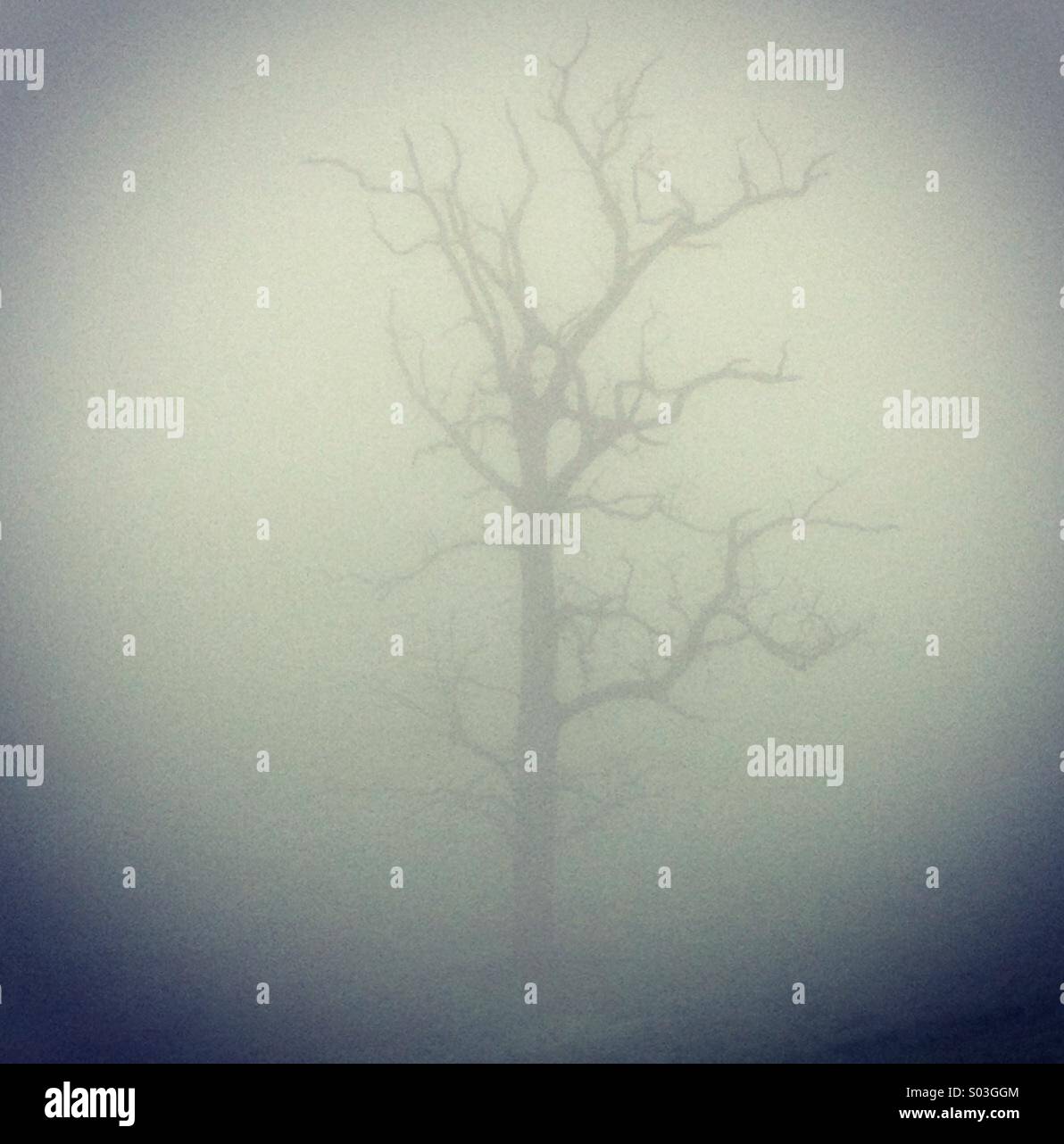 Spooky tree hi-res stock photography and images - Alamy