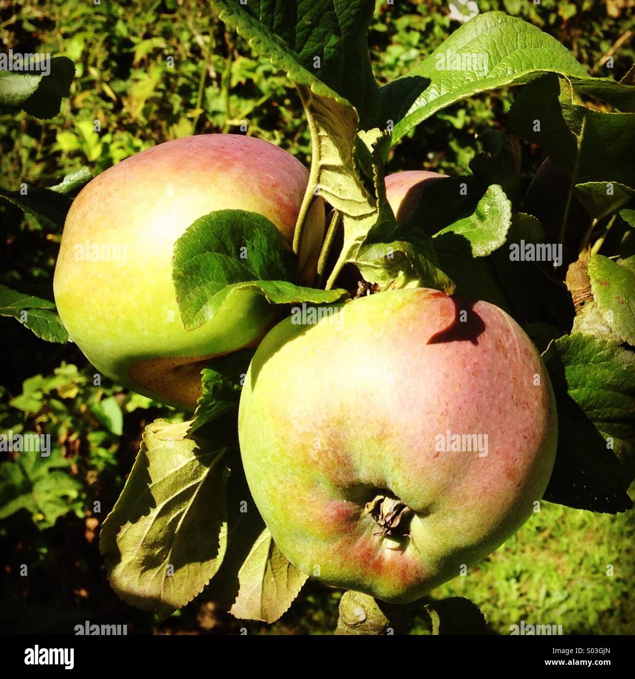 Bramley Apples Autumn Tree High Resolution Stock Photography and Images ...